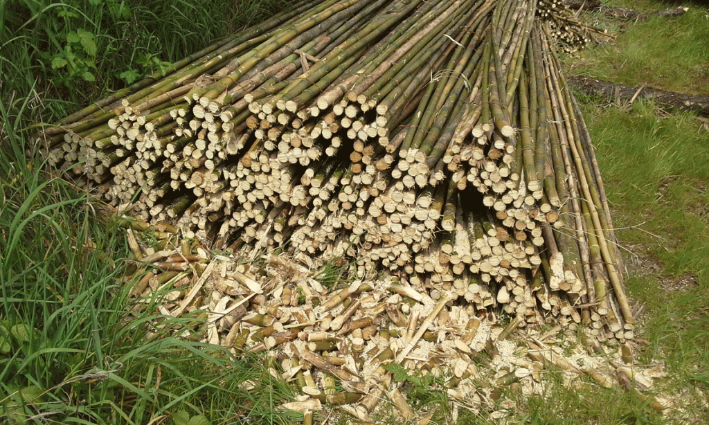 Productos y Servicios – Coligues Sur de Chile