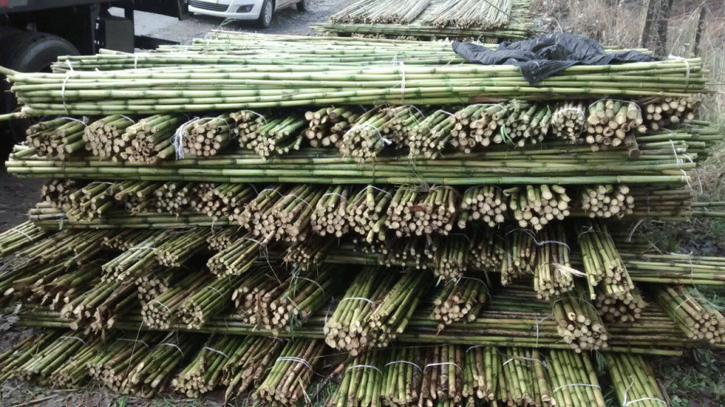 Productos y Servicios – Coligues Sur de Chile