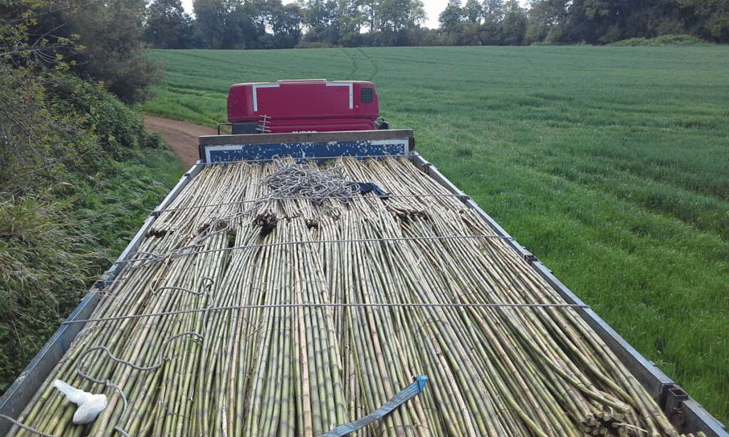 Productos y Servicios – Coligues Sur de Chile